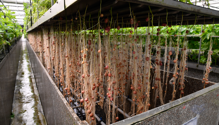 Soilless Cultivation {Future Farming} - Agrisetu