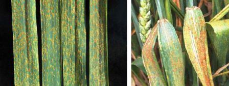 Wheat: Disease and Their Controls {Crop Disease} - Agrisetu
