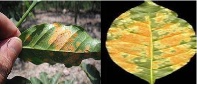 Coffee Leaf Rust {Plant Pathology} - Agrisetu