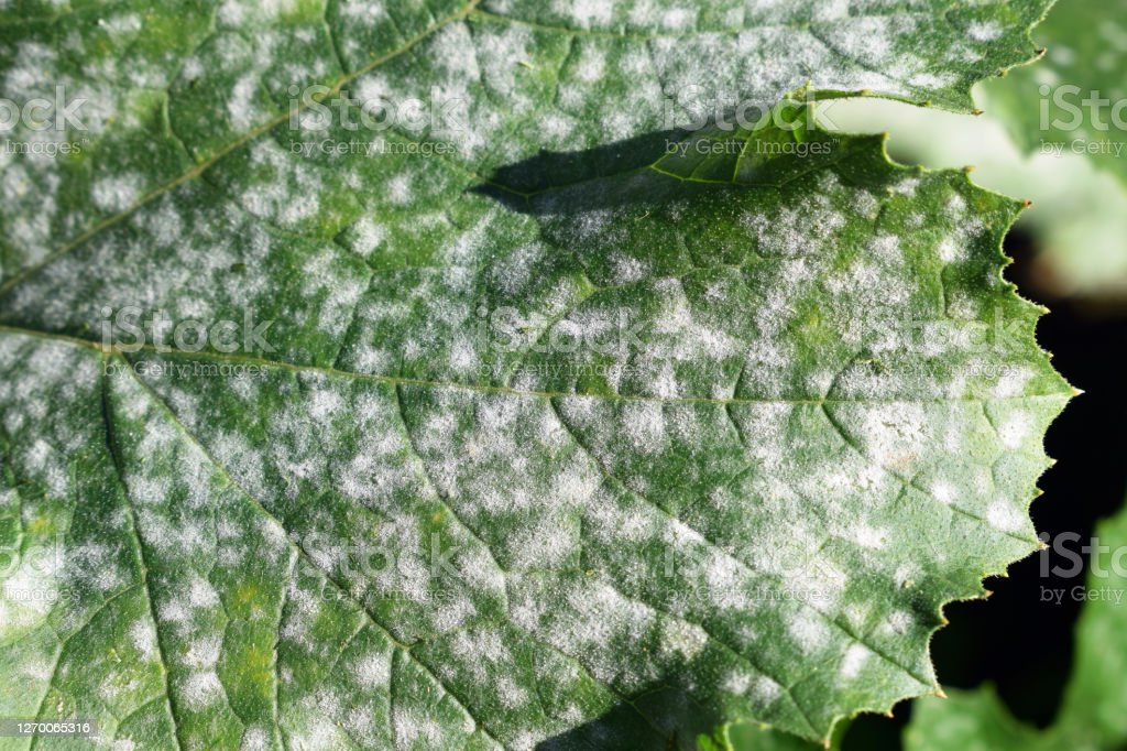 Powdery Mildew {Plant Pathology} - Agrisetu