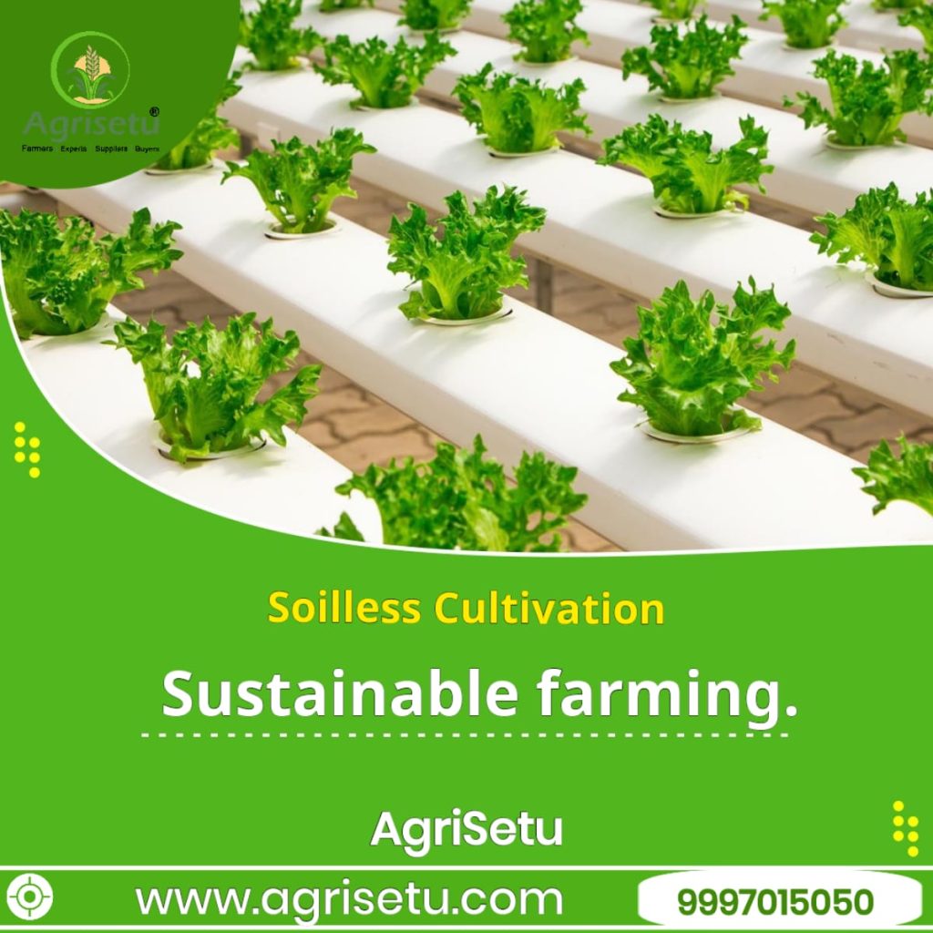 Soilless Cultivation {Future Farming} - Agrisetu